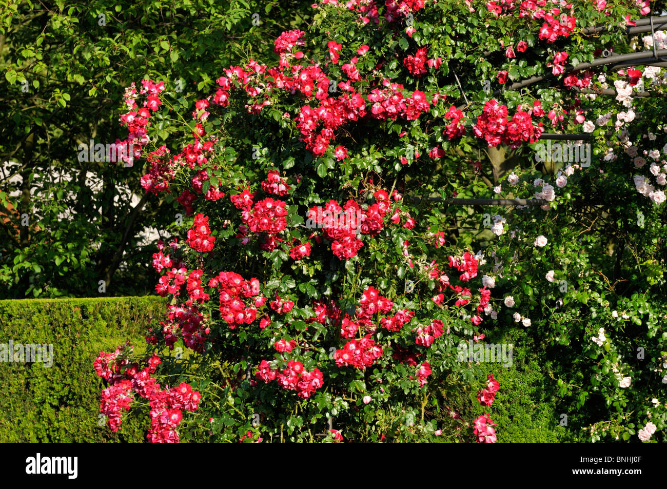 Rose dortmund hi-res stock photography and images - Alamy