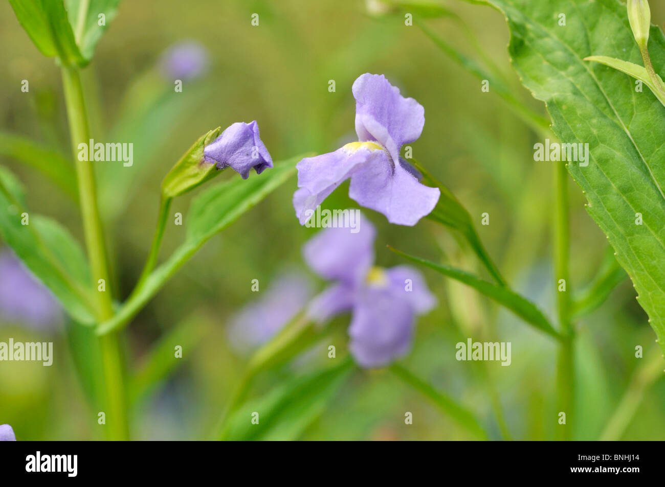 Square stemmed monkey flower (Mimulus ringens Stock Photo - Alamy