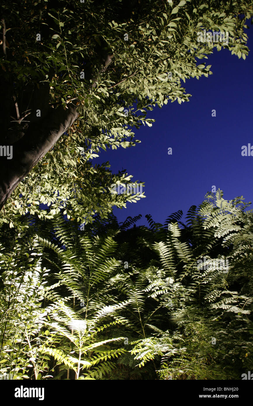trees and branches illuminated with spotlight at night Stock Photo - Alamy