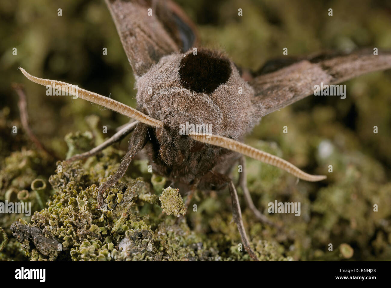 Eyed Hawk-moth, Smerinthus ocellata, Crowle Moore, Lincolnshire, UK ...
