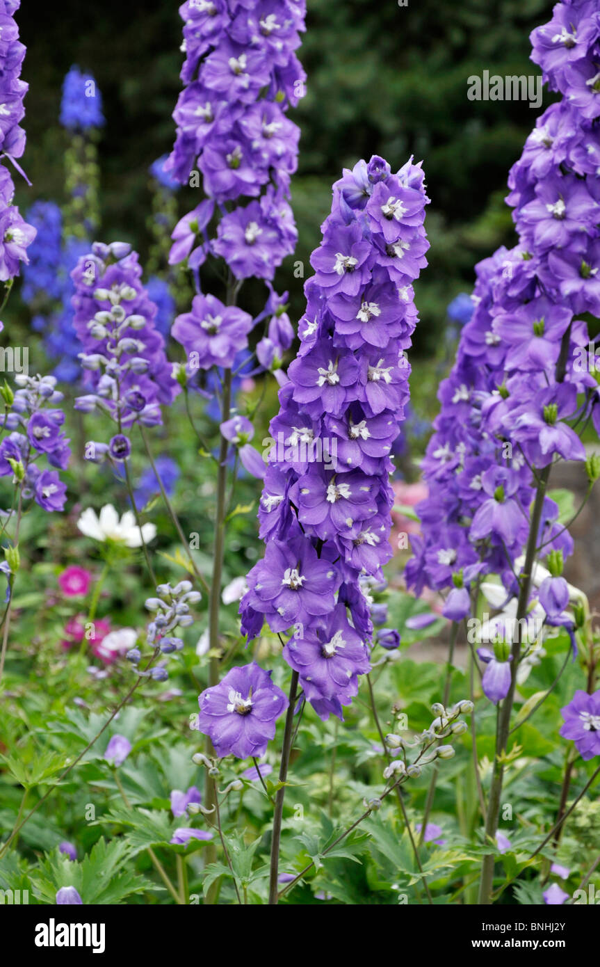 Larkspur (Delphinium x cultorum Stock Photo - Alamy