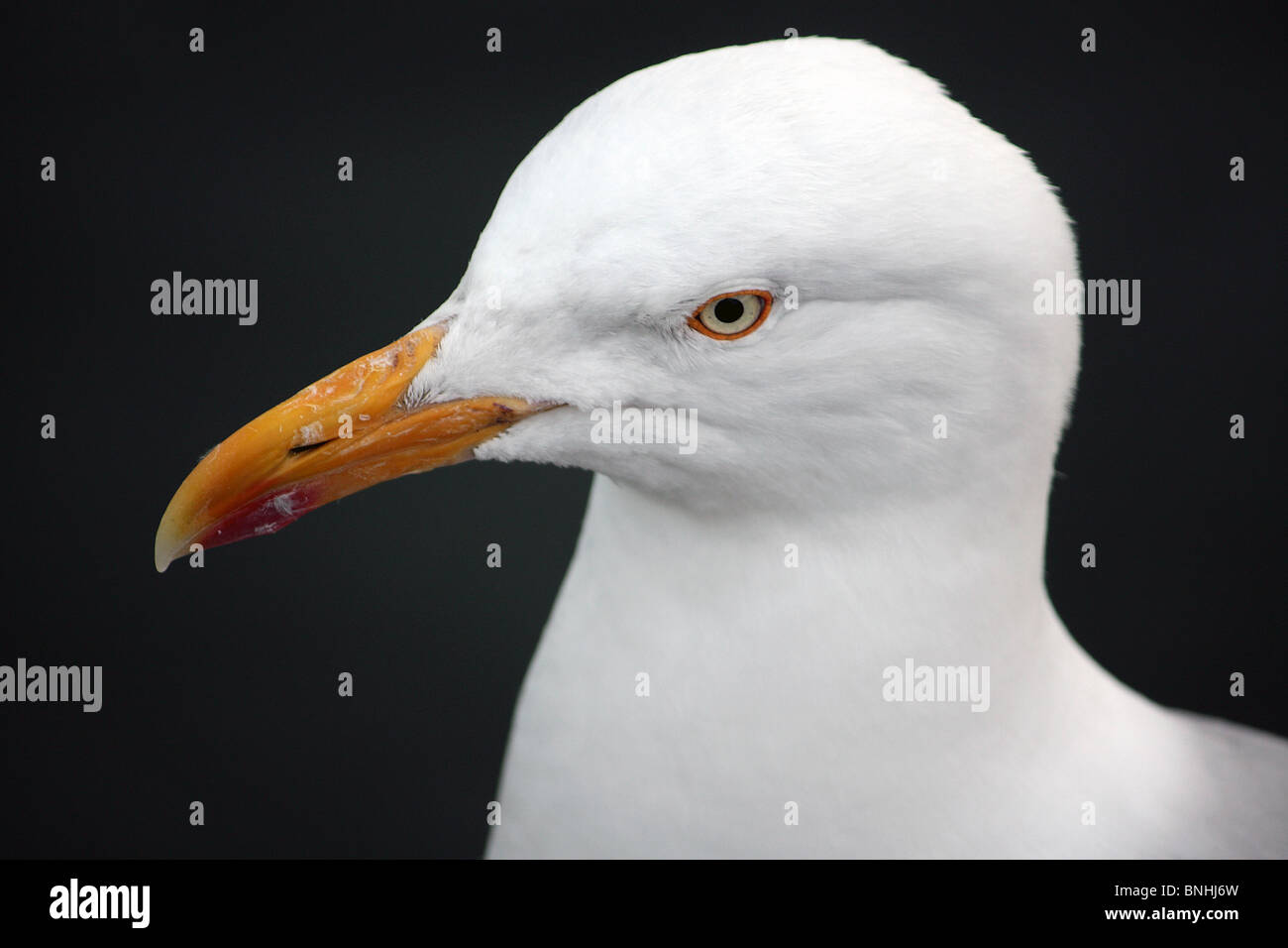 Female seagull hi-res stock photography and images - Alamy