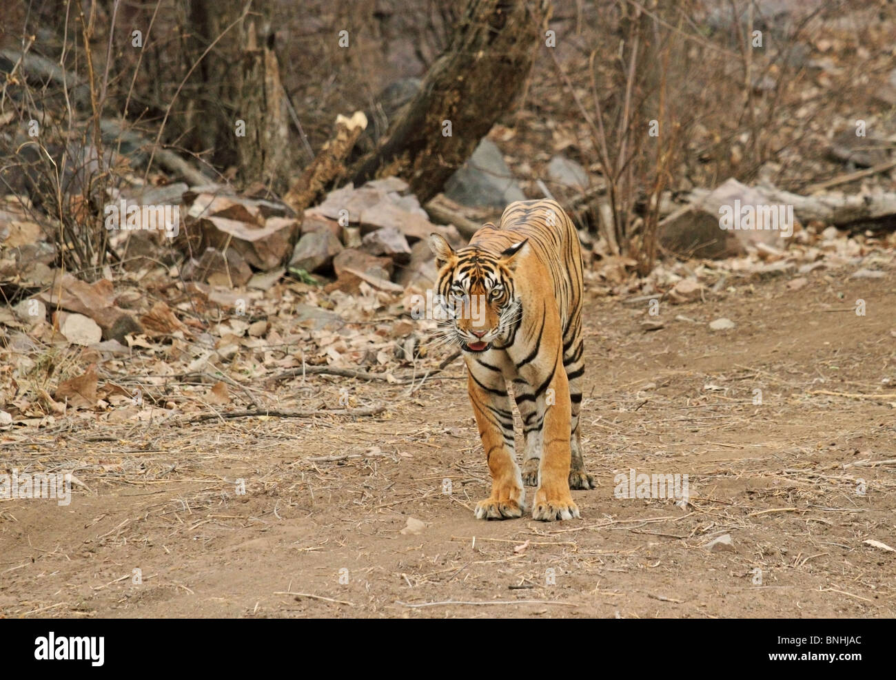 Standing tiger hi-res stock photography and images - Alamy