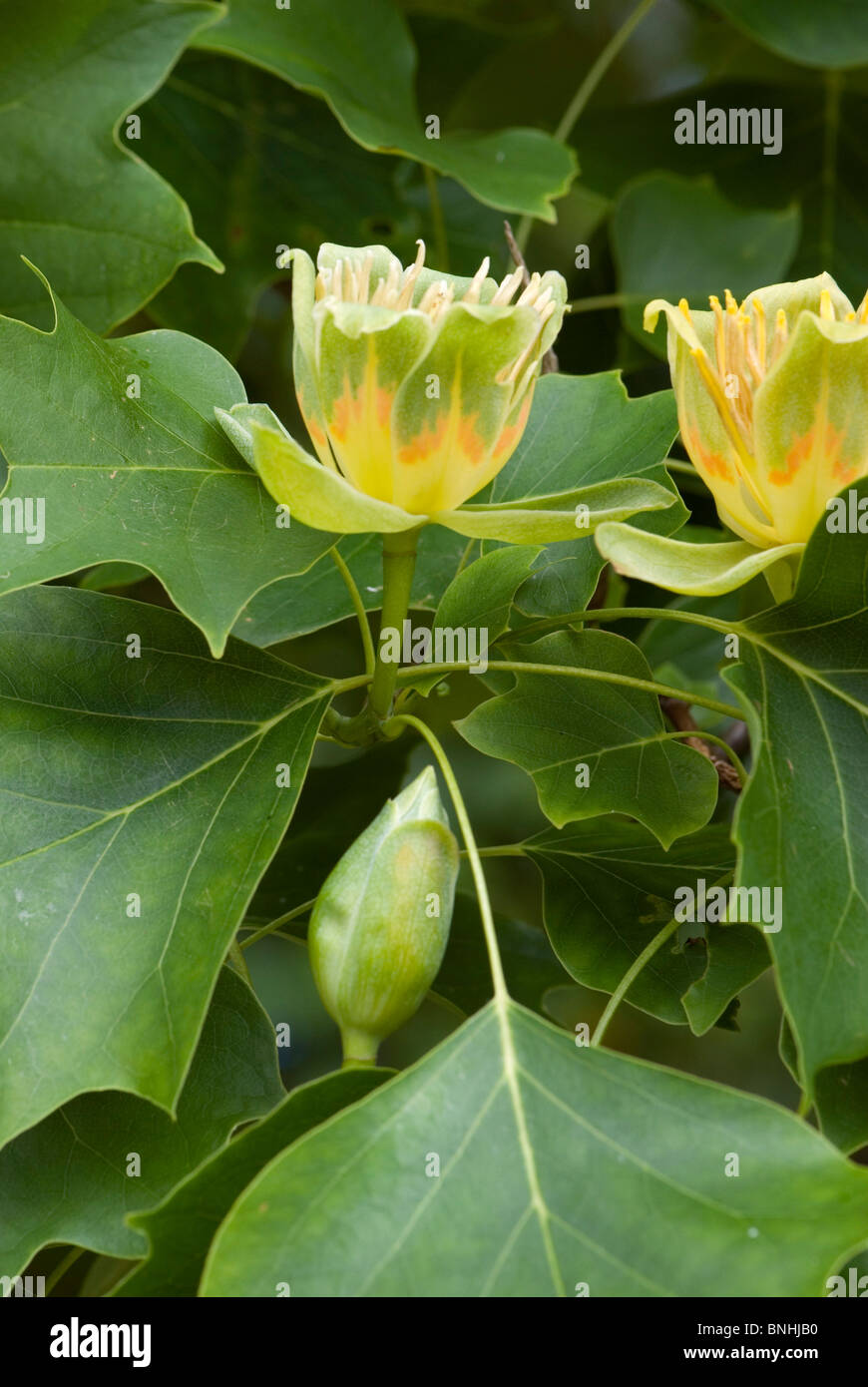 Tulip tree flowers Stock Photo - Alamy