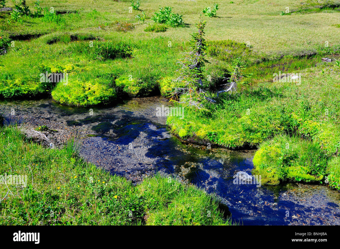 Canada Creek Kokanee Glacier Provincial Park Nelson British Columbia ...