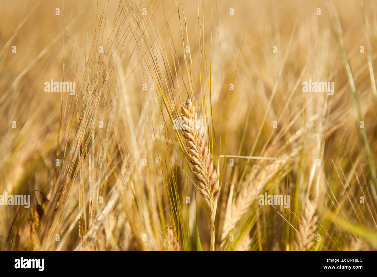 the detail of a cornfield Stock Photo - Alamy