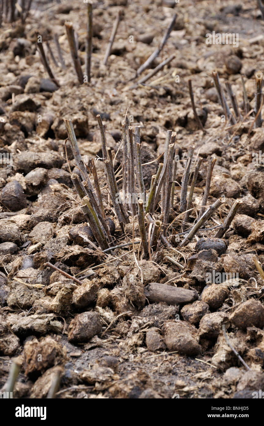 Cut back larkspur (Delphinium) fertilized with horse manure Stock Photo ...