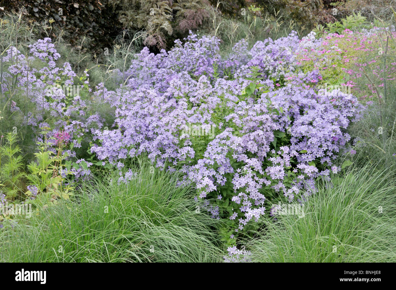 Campanula Lactiflora