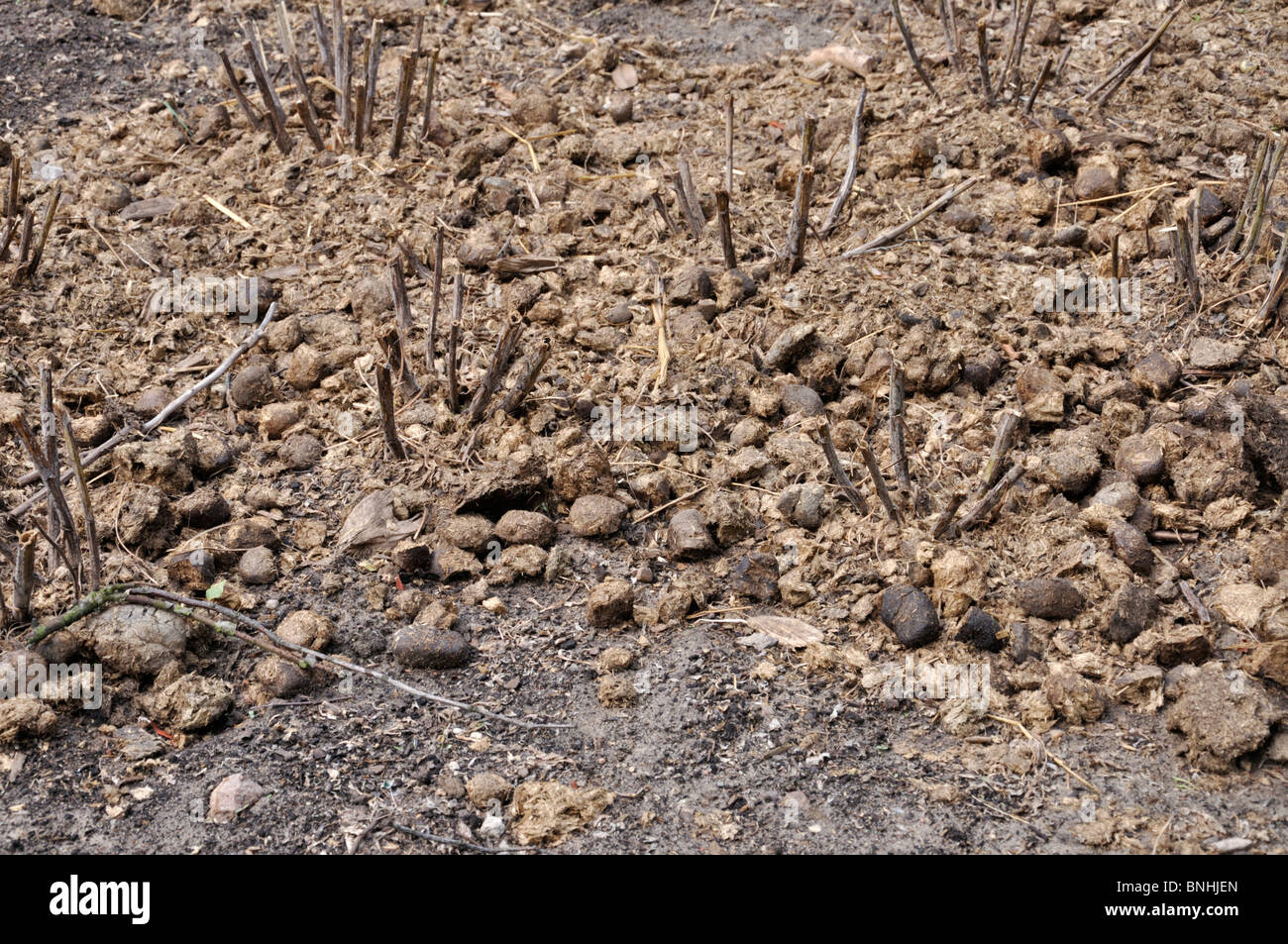 Cut back delphinium hi-res stock photography and images - Alamy