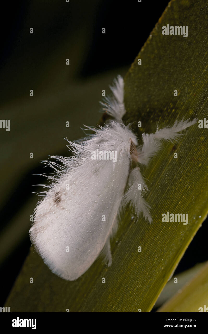 Yellowtail moth hi-res stock photography and images - Alamy