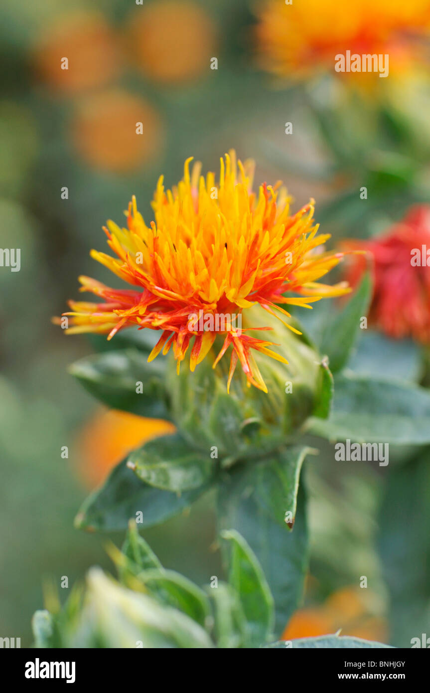 Safflower (Carthamus tinctorius Stock Photo - Alamy