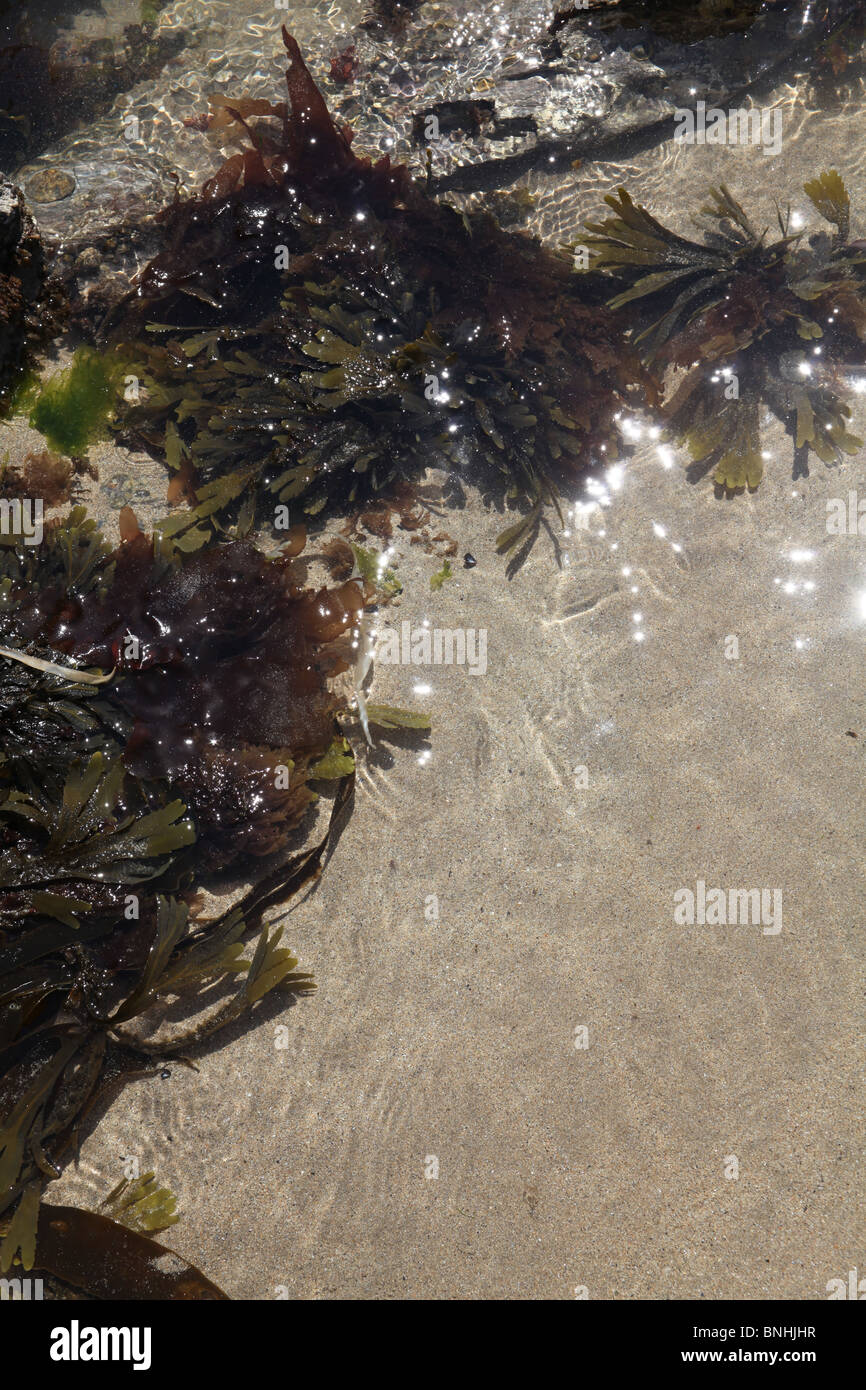 Water seaweed rocks hi-res stock photography and images - Alamy