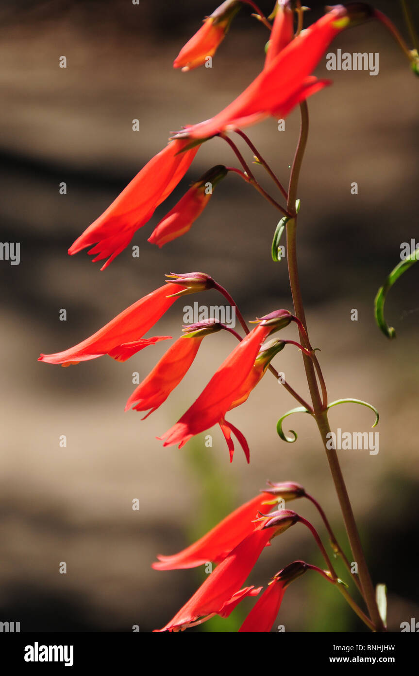 Penstemon barbatus hi-res stock photography and images - Alamy