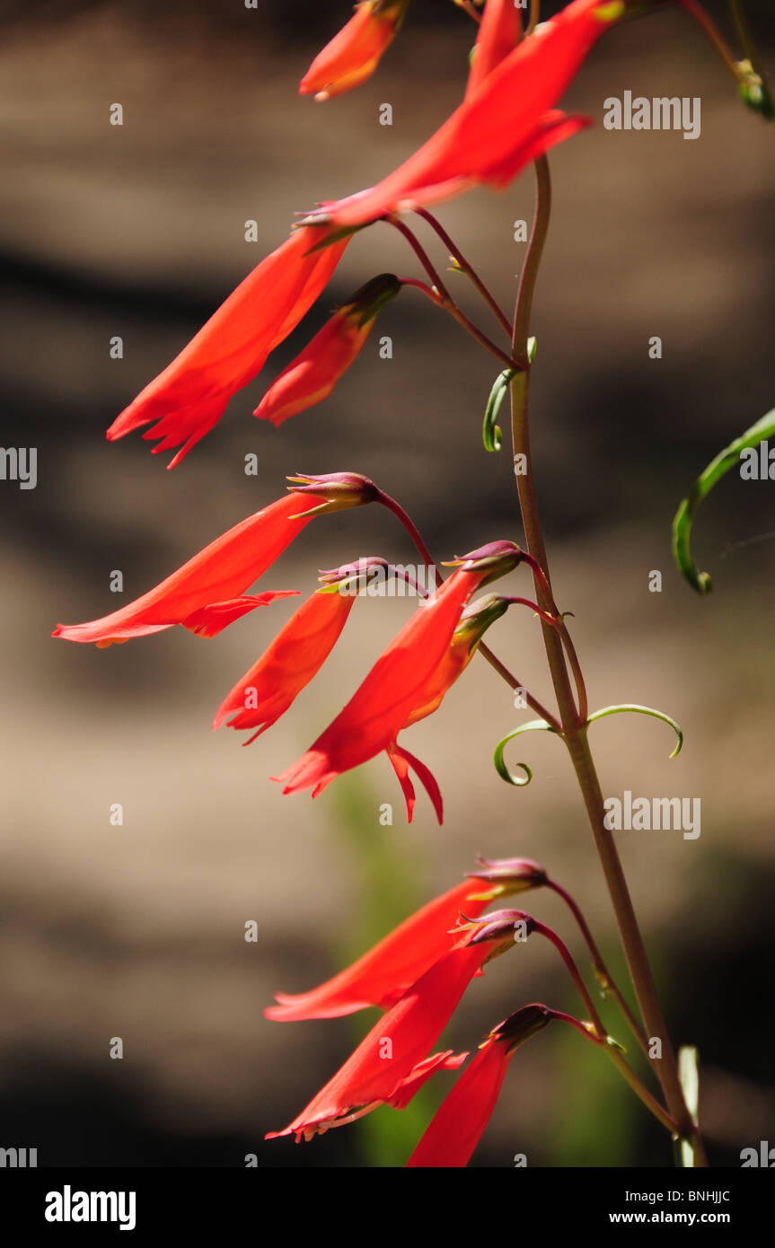 Beardlip Penstemon, (Penstemon barbatus), grows on Mount Lemmon, Santa ...
