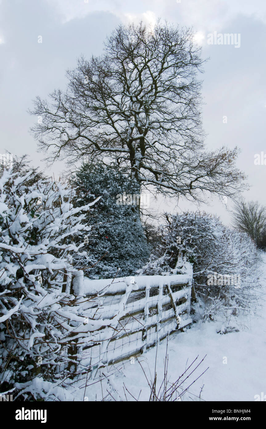 Gate, hedge and oak tree covered in snow, rural scene, late afternoon ...