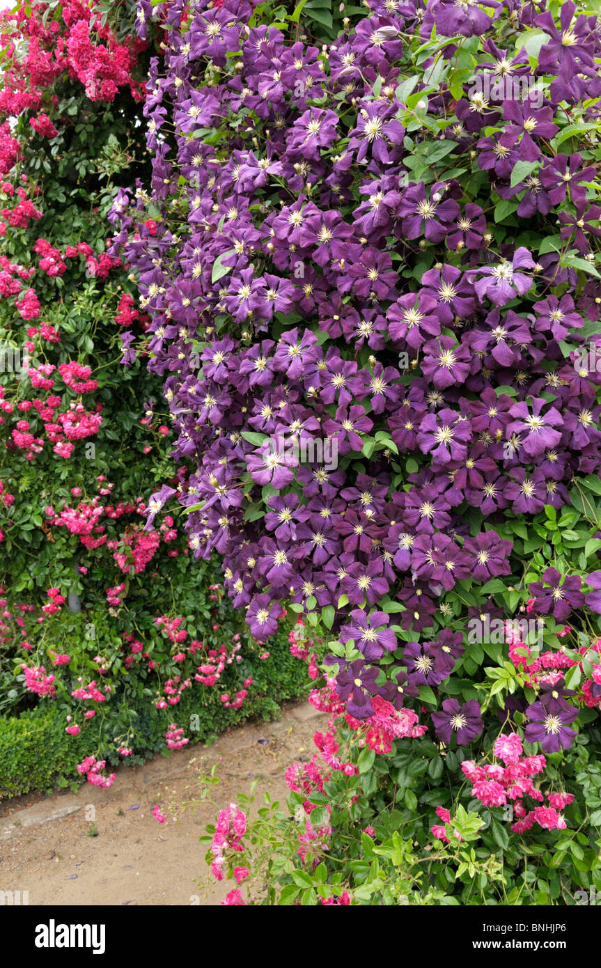 Clematis clematis rose rosa hi-res stock photography and images - Alamy