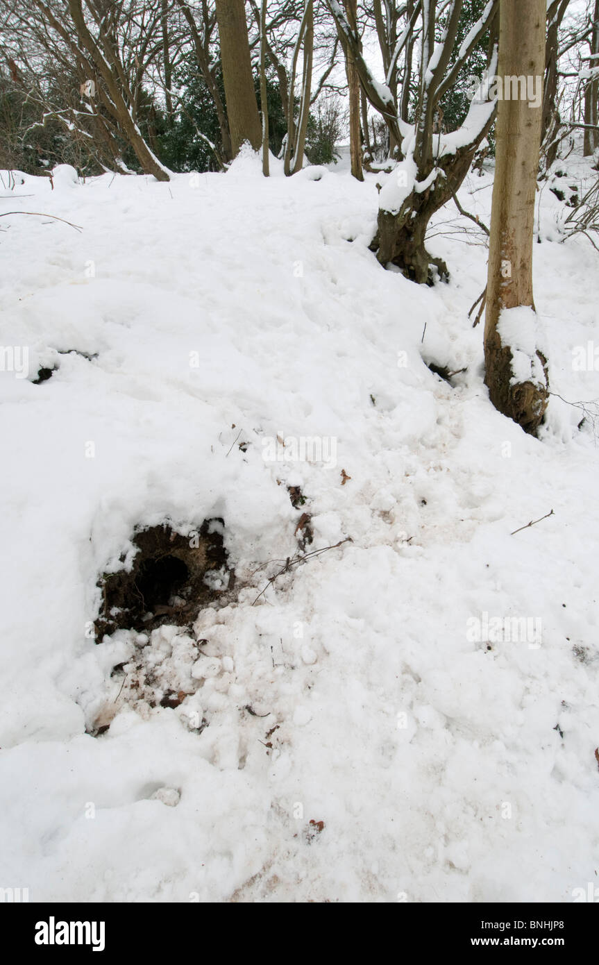 Badger Tracks In Snow