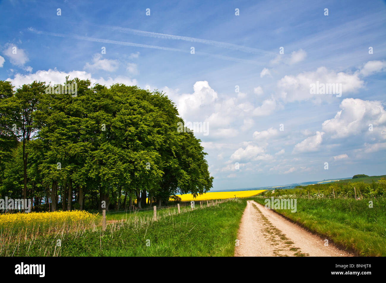 The Ridgeway long distance path at Hackpen Hill, Wiltshire, England, UK ...