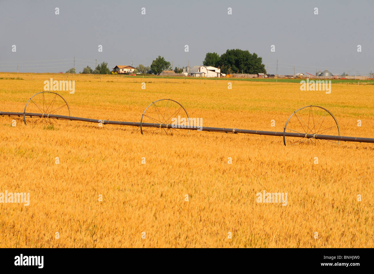 Canada Wheat fields near Brooks Alberta province field grain crop ...
