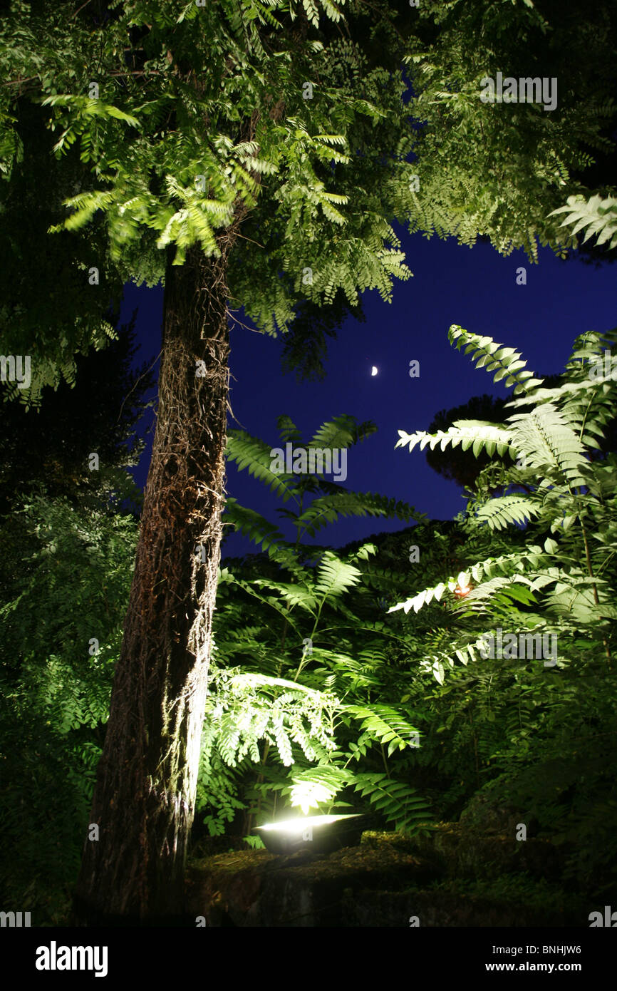 trees and branches illuminated with spotlight at night Stock Photo - Alamy