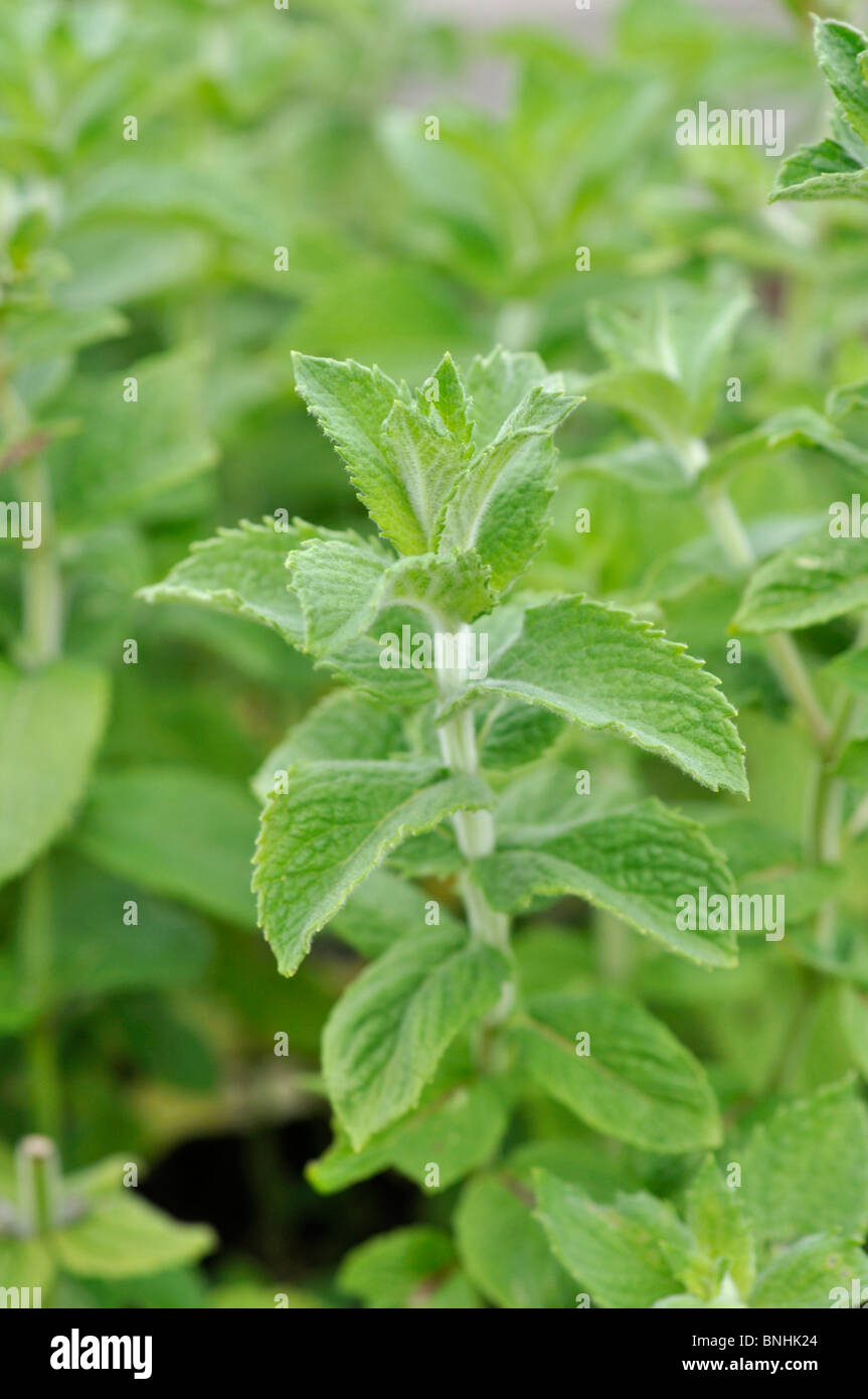 Lemon mints hi-res stock photography and images - Alamy