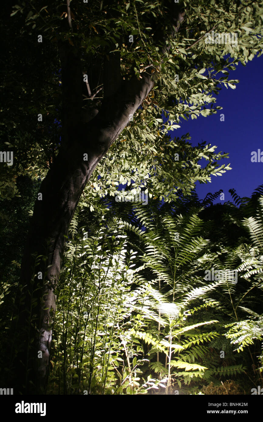 trees and branches illuminated with spotlight at night Stock Photo - Alamy