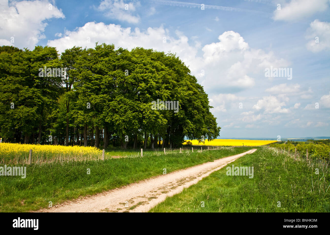 The Ridgeway long distance path at Hackpen Hill, Wiltshire, England, UK ...
