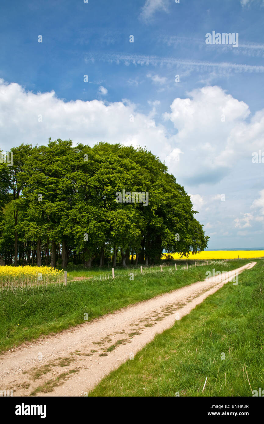 The Ridgeway long distance path at Hackpen Hill, Wiltshire, England, UK ...