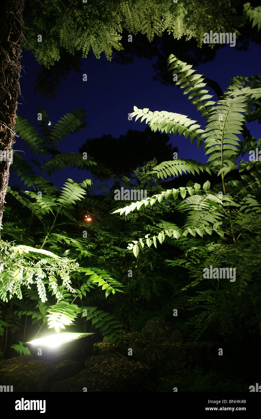 trees and branches illuminated with spotlight at night Stock Photo - Alamy