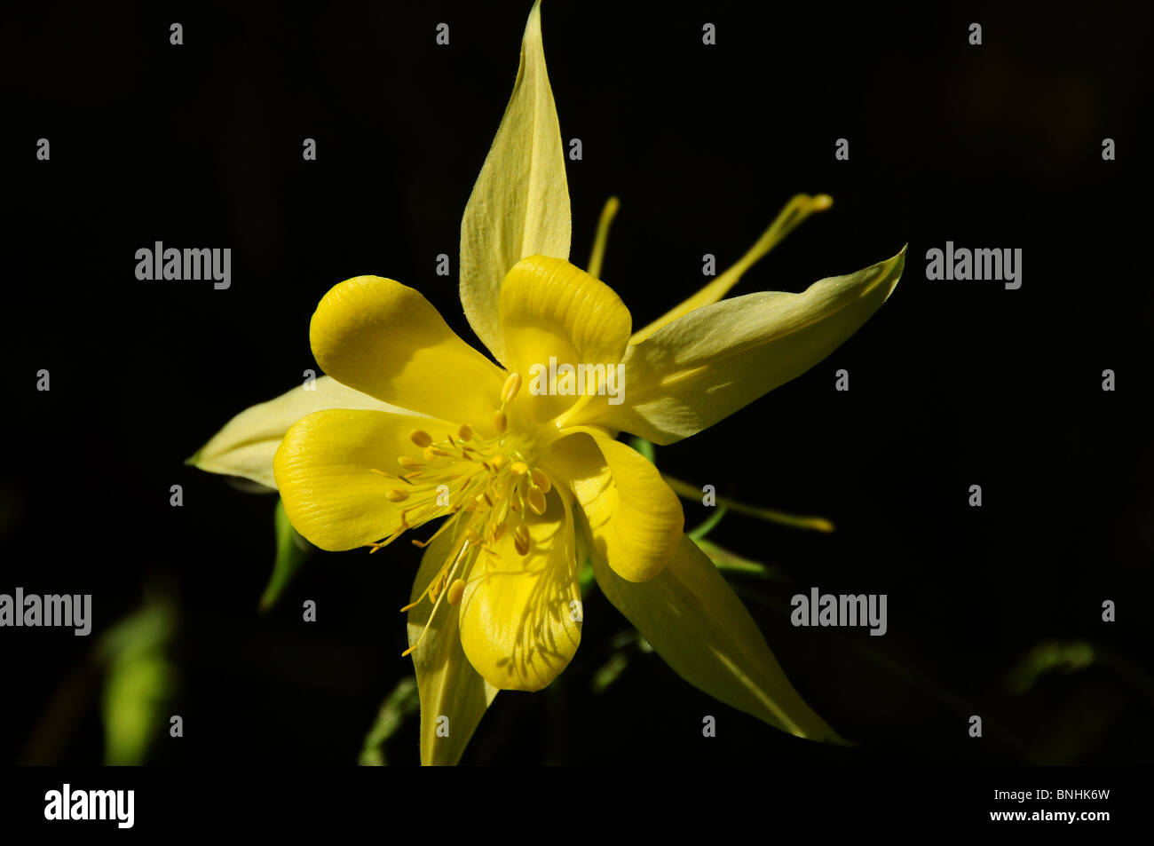 Golden Columbine, (Aquilegia chrysantha), grows on Mount Lemmon ...