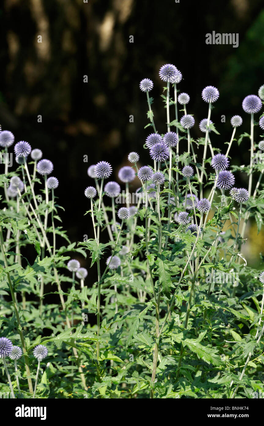 Plant blue thistle hi-res stock photography and images - Alamy