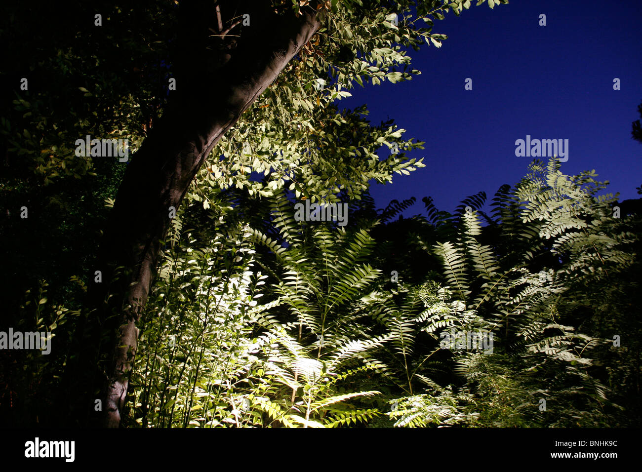 trees and branches illuminated with spotlight at night Stock Photo - Alamy
