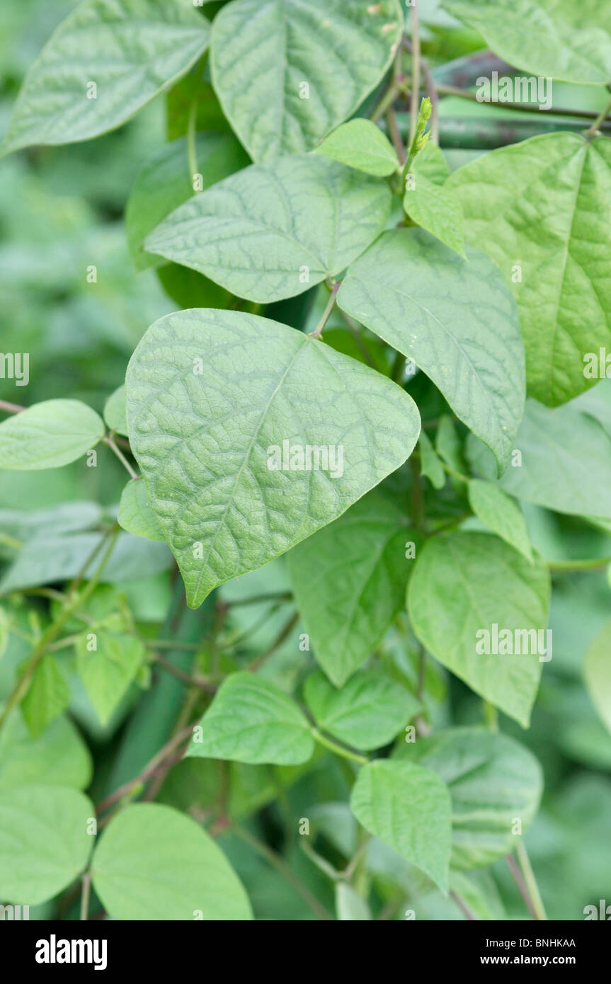 Wild bean (Phaseolus aborigineus Stock Photo - Alamy