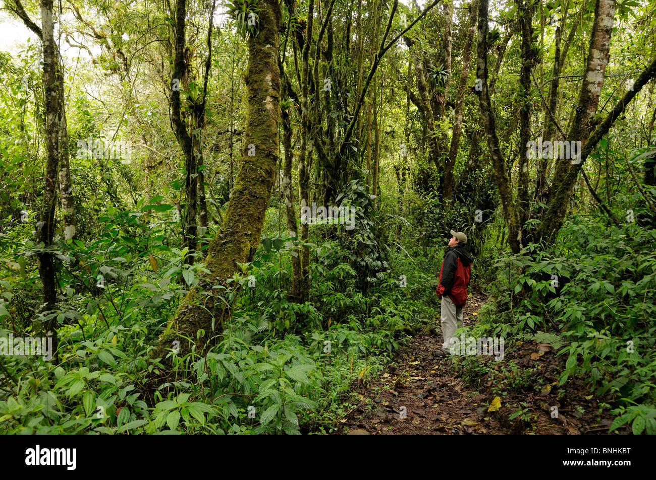 Ecuador Cloud Forest at Guango Lodge near Papallacta Andes Mountains ...