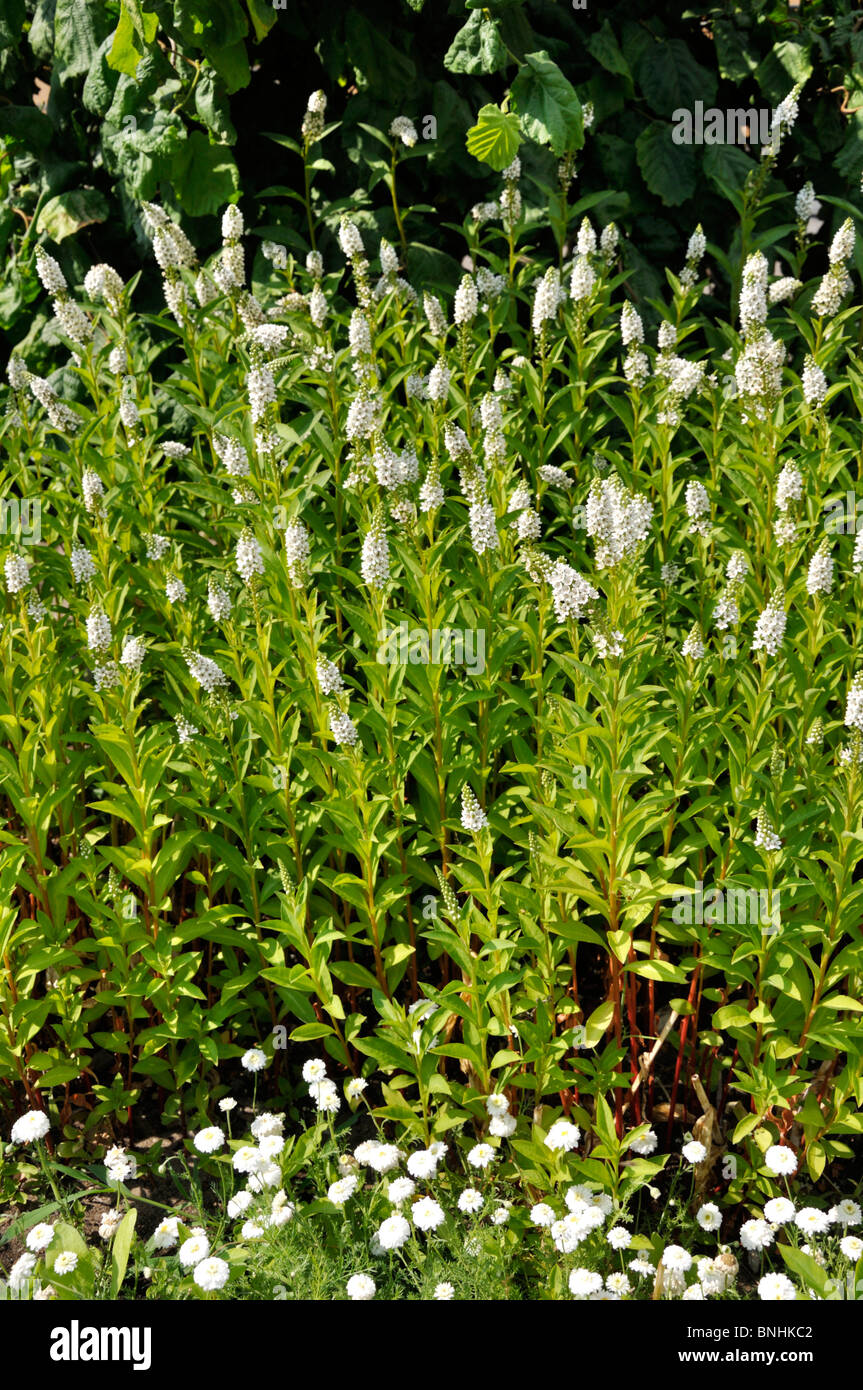 Gooseneck loosestrife (Lysimachia clethroides Stock Photo - Alamy
