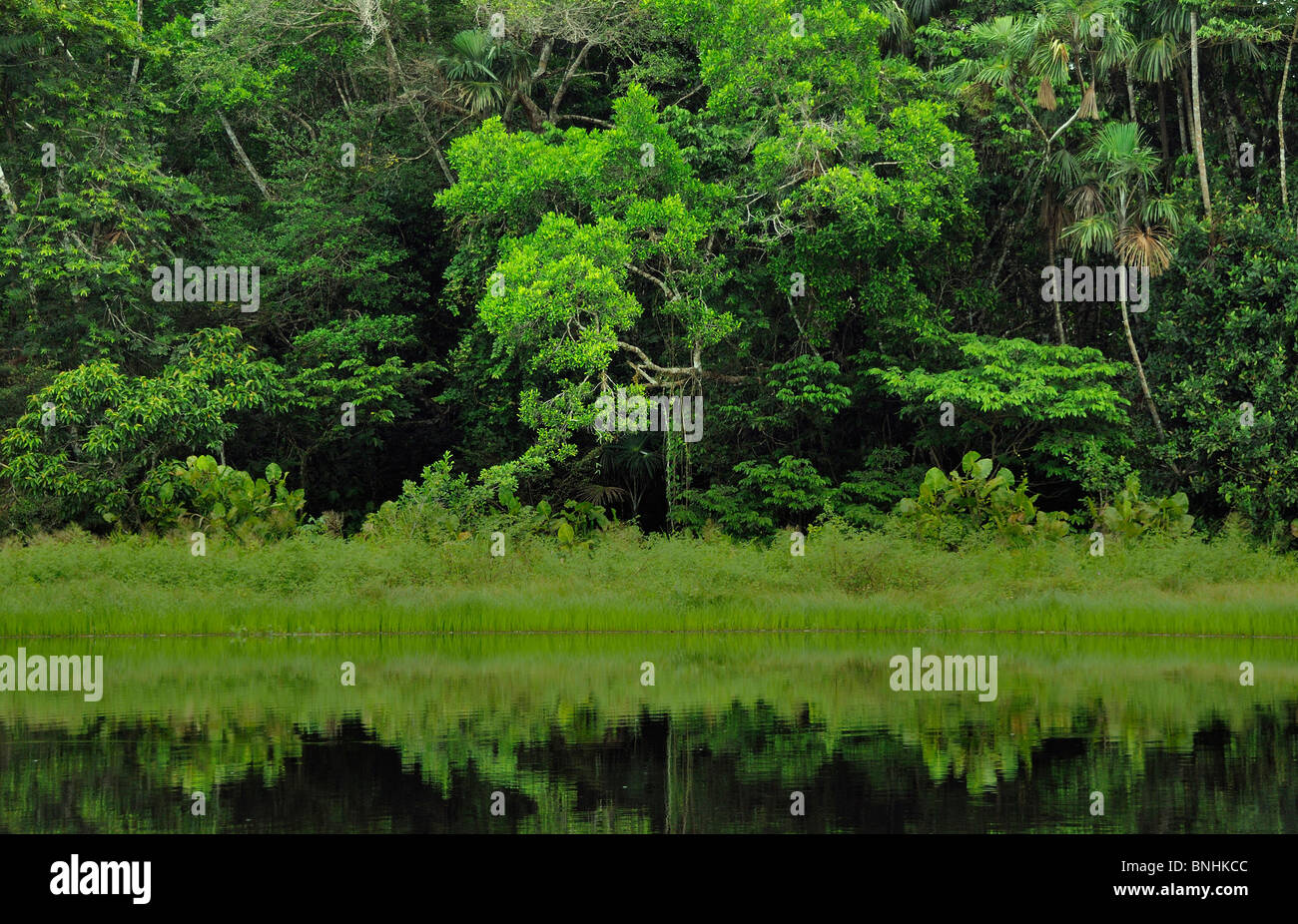 Ecuador Anangucocha Lake Laguna Napo Wildlife Center Yasuni National ...