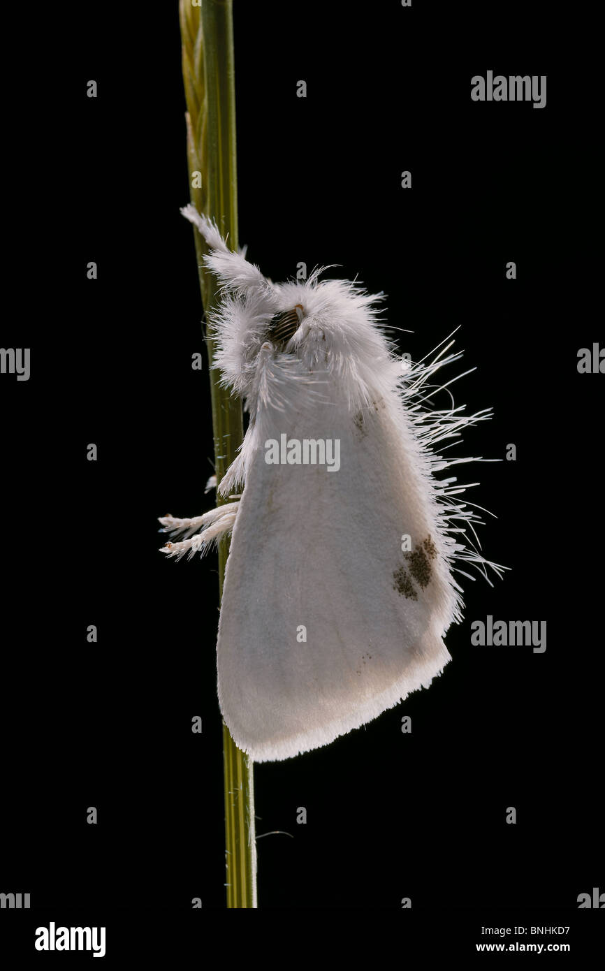 Yellow-tail, Euproctis similis, Tussock moth on Crowle Moor nature ...