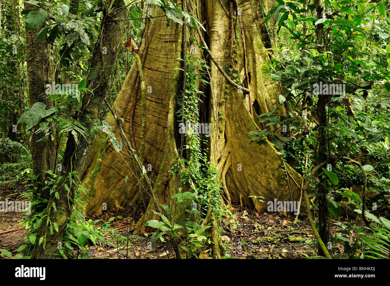 Ecuador rainforest forest wood nature tropic tropical at Yasuni ...
