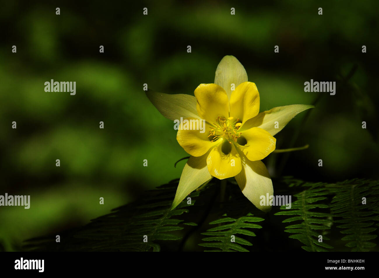 Golden Columbine, (Aquilegia chrysantha), grows on Mount Lemmon ...