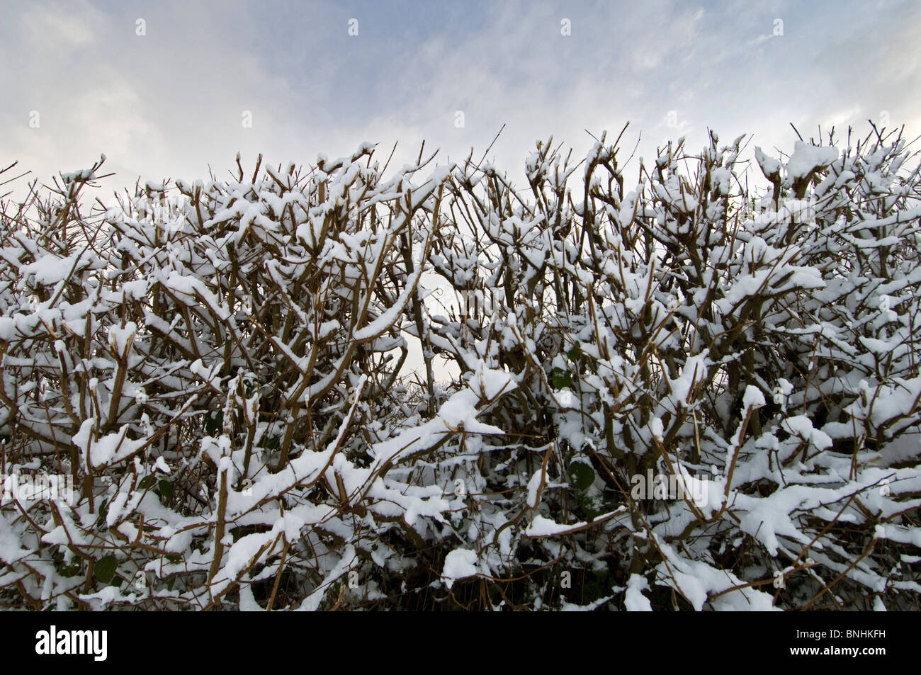 Hedges covered in snow hi-res stock photography and images - Alamy