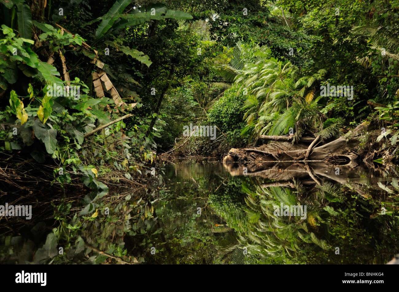 Ecuador rainforest forest wood nature tropic tropical Napo Wildlife ...