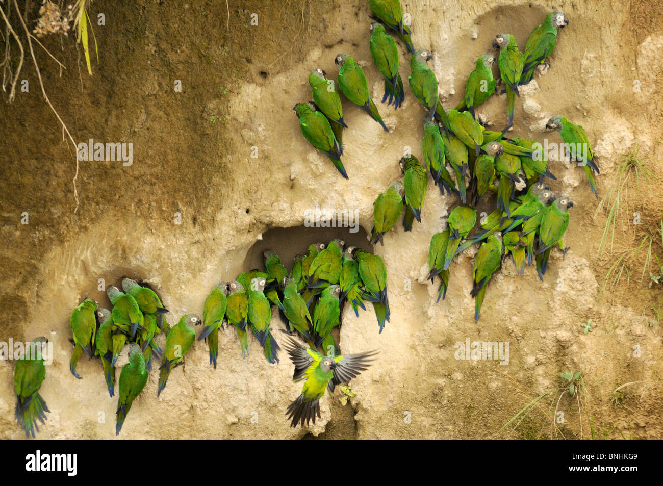 Parrot clay lick ecuador hi-res stock photography and images - Alamy