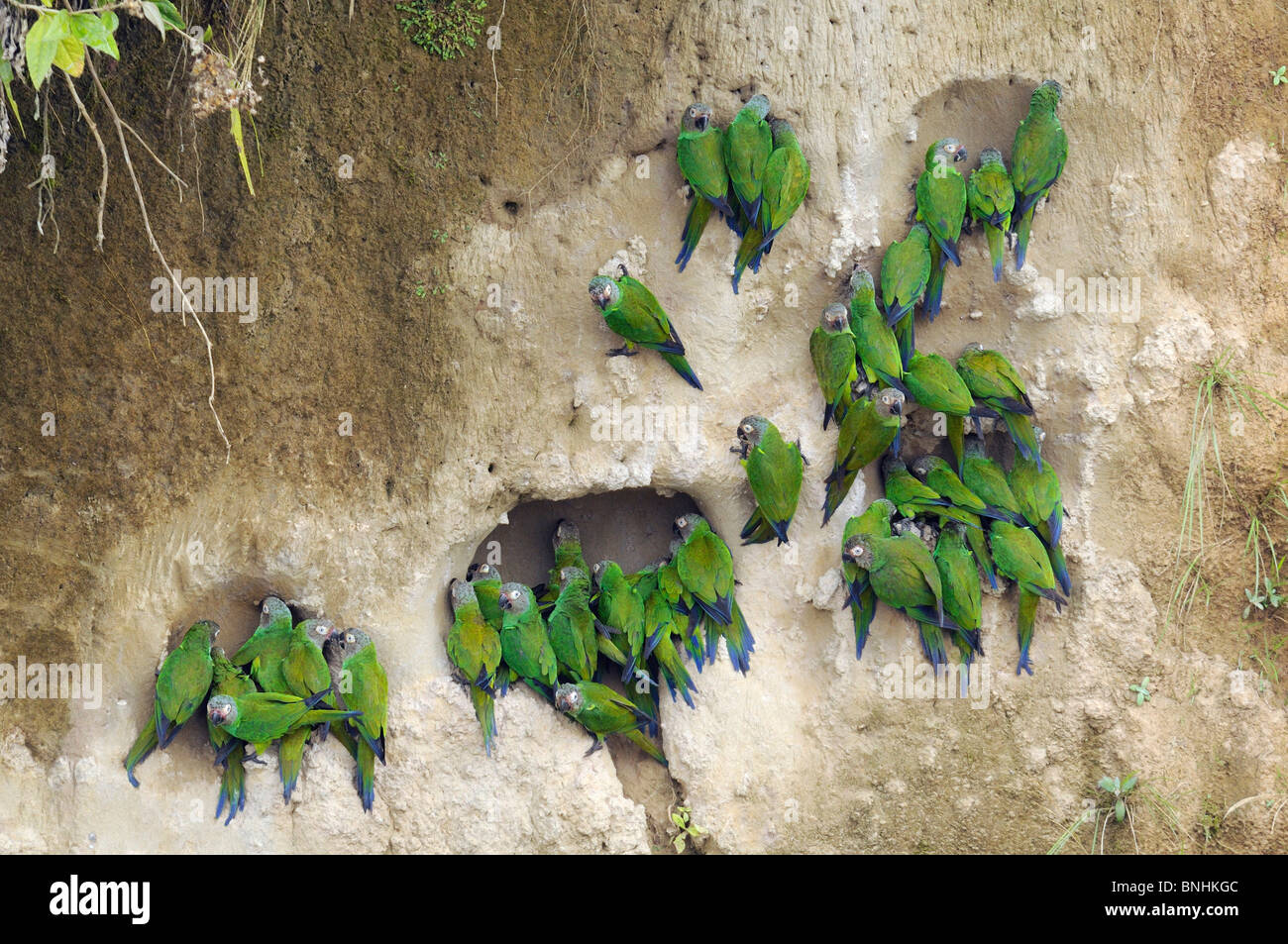 Ecuador Dusky-headed Parakeet Aratinga weddellii Parrot parrots clay ...