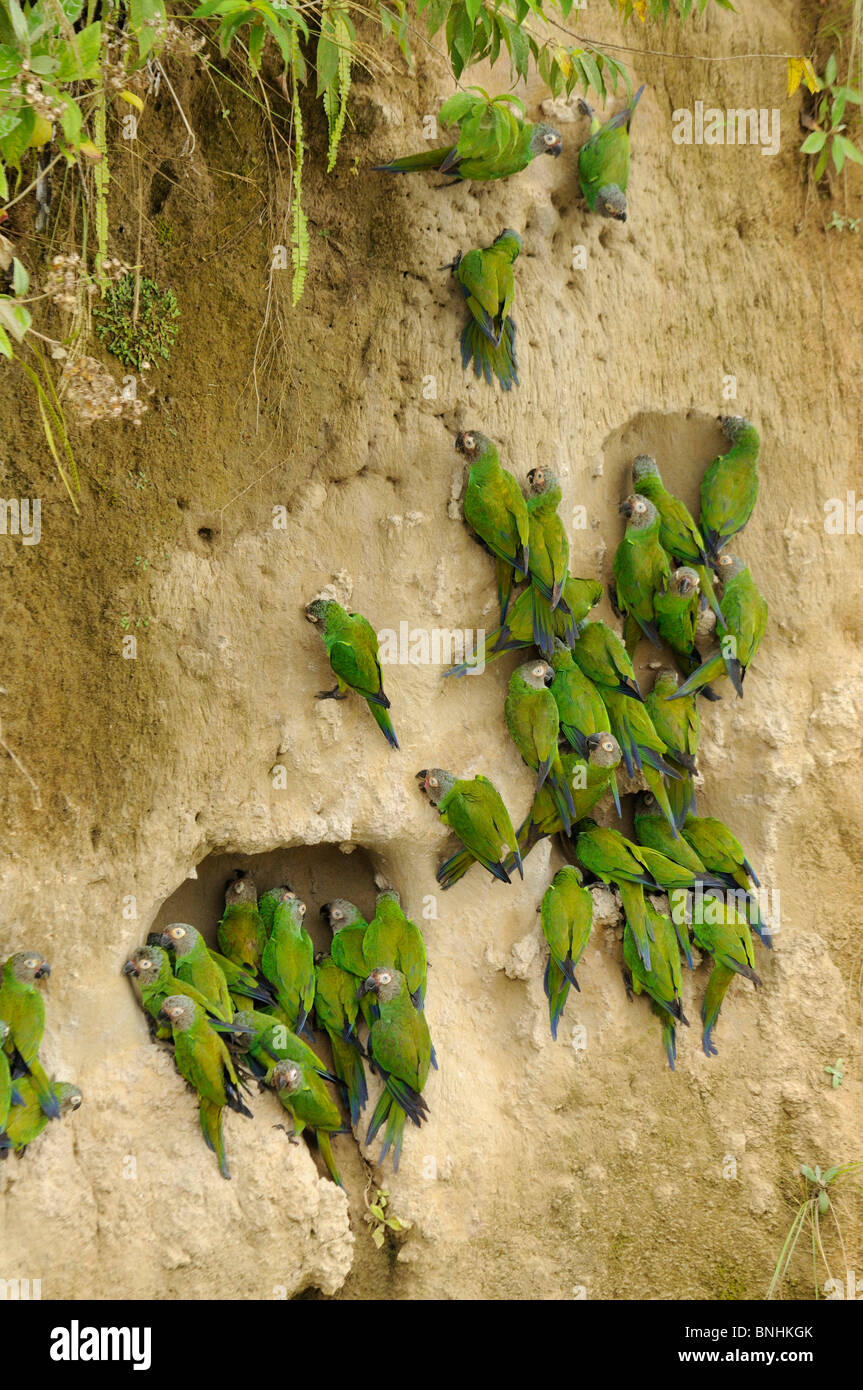 Ecuador Dusky-headed Parakeet Aratinga weddellii Parrot parrots clay ...