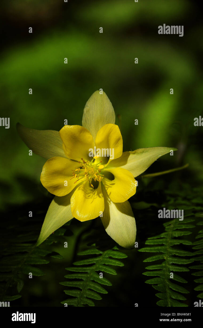 Golden Columbine, (Aquilegia chrysantha), grows on Mount Lemmon ...