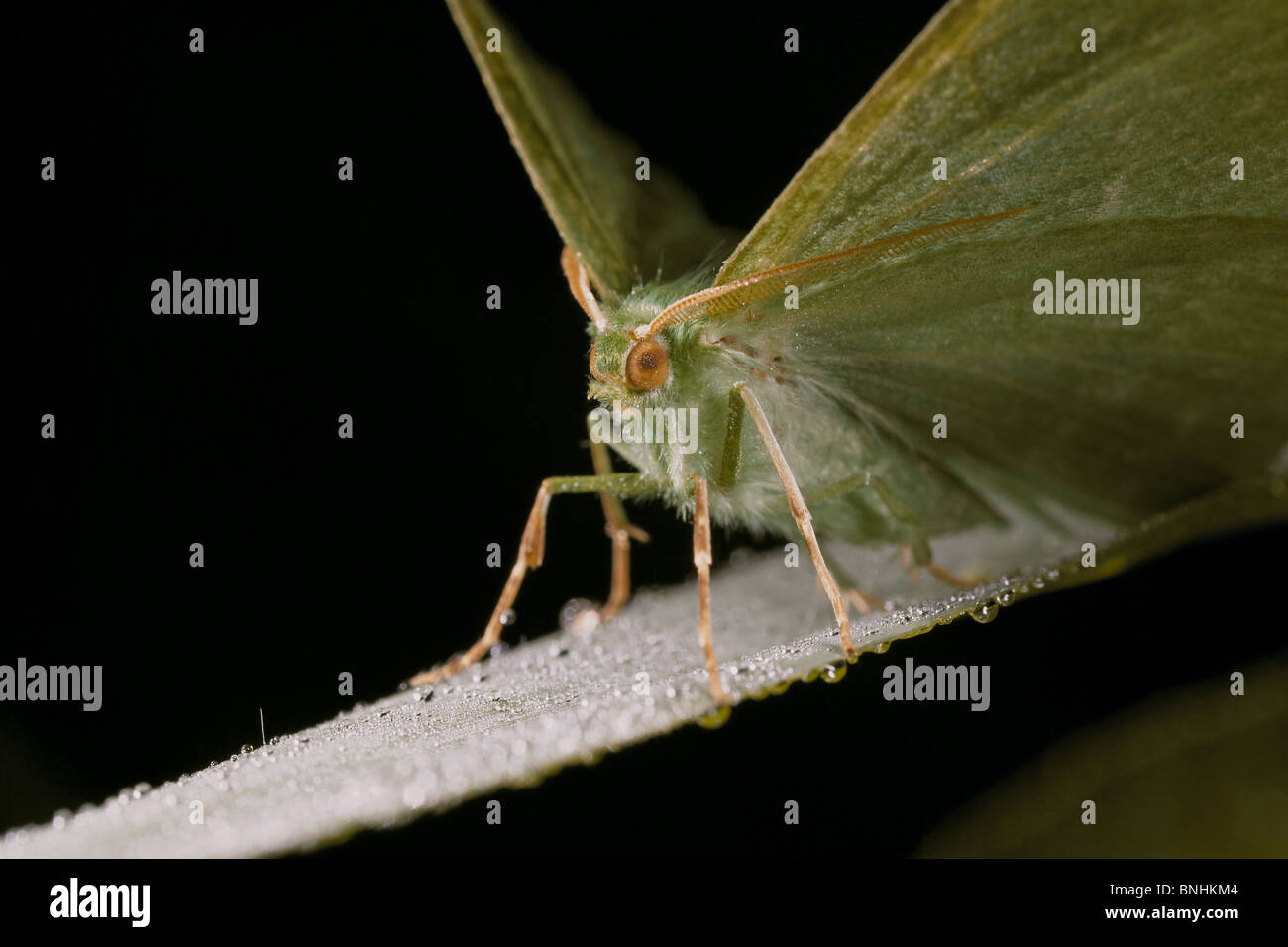 Large Emerald, Geometra papilionaria, moth on Crowle Moor nature ...