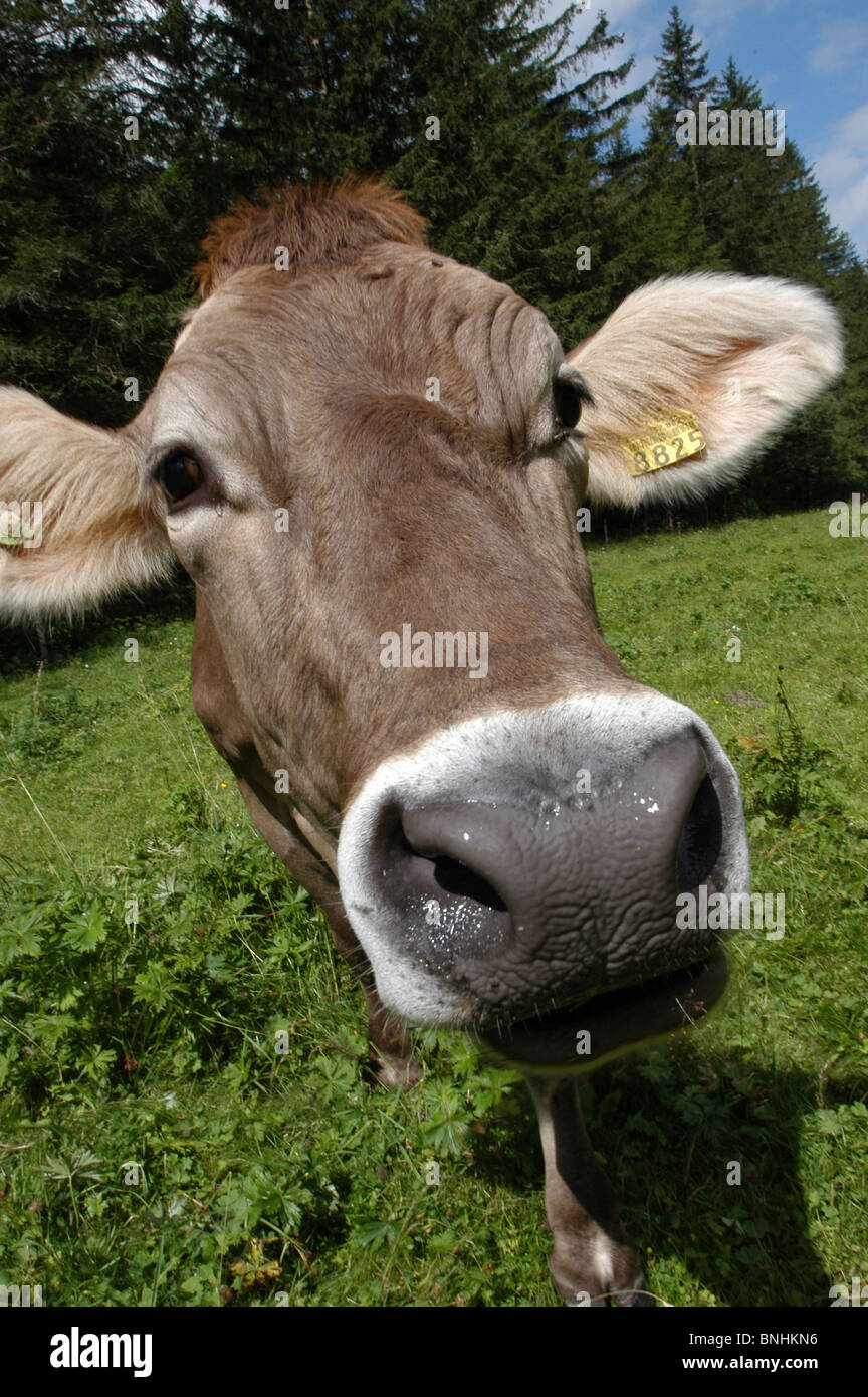 Brown Swiss Cow High Resolution Stock Photography and Images - Alamy