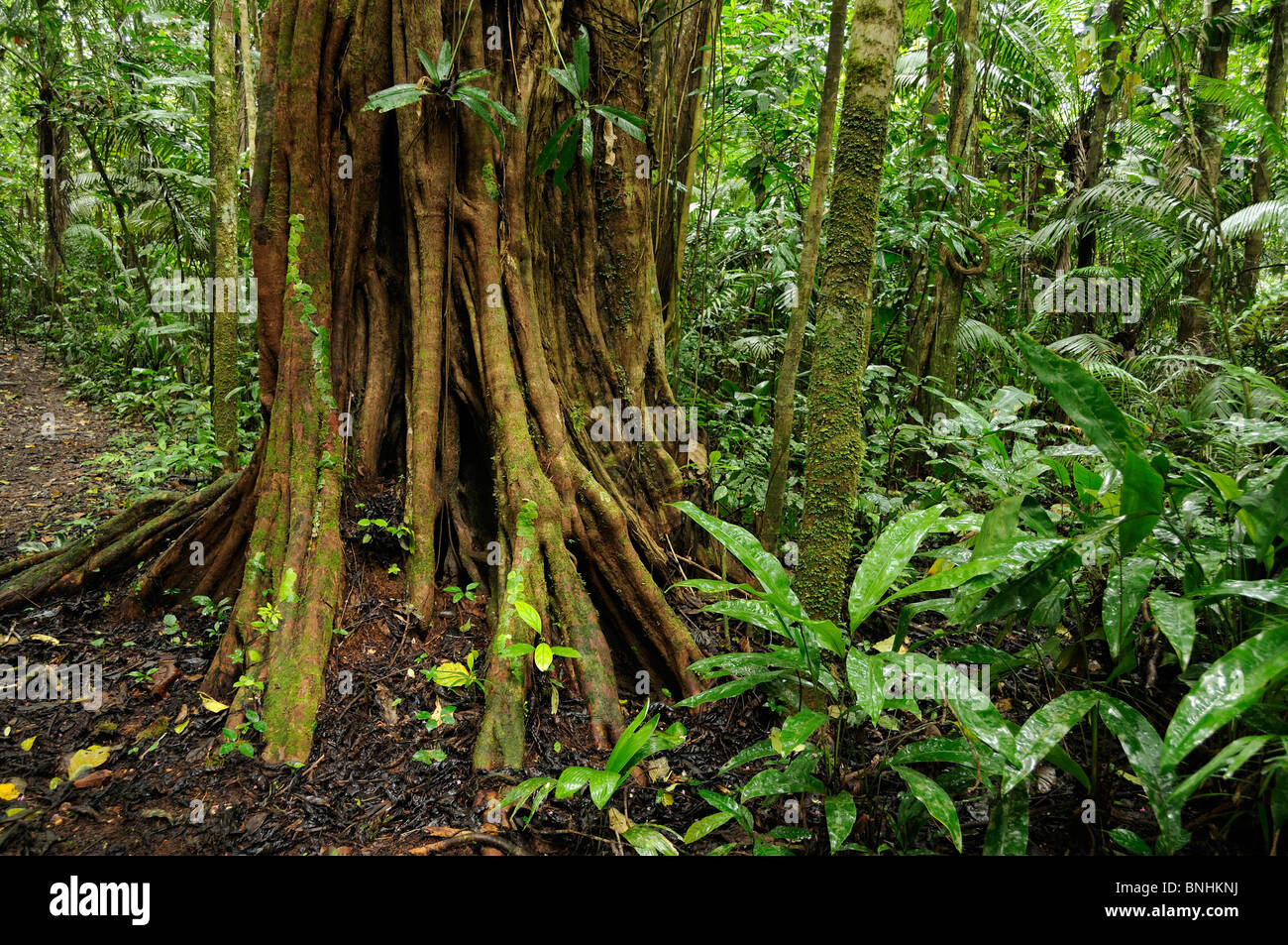 Ecuador rainforest forest wood nature tropic tropical Napo Wildlife ...