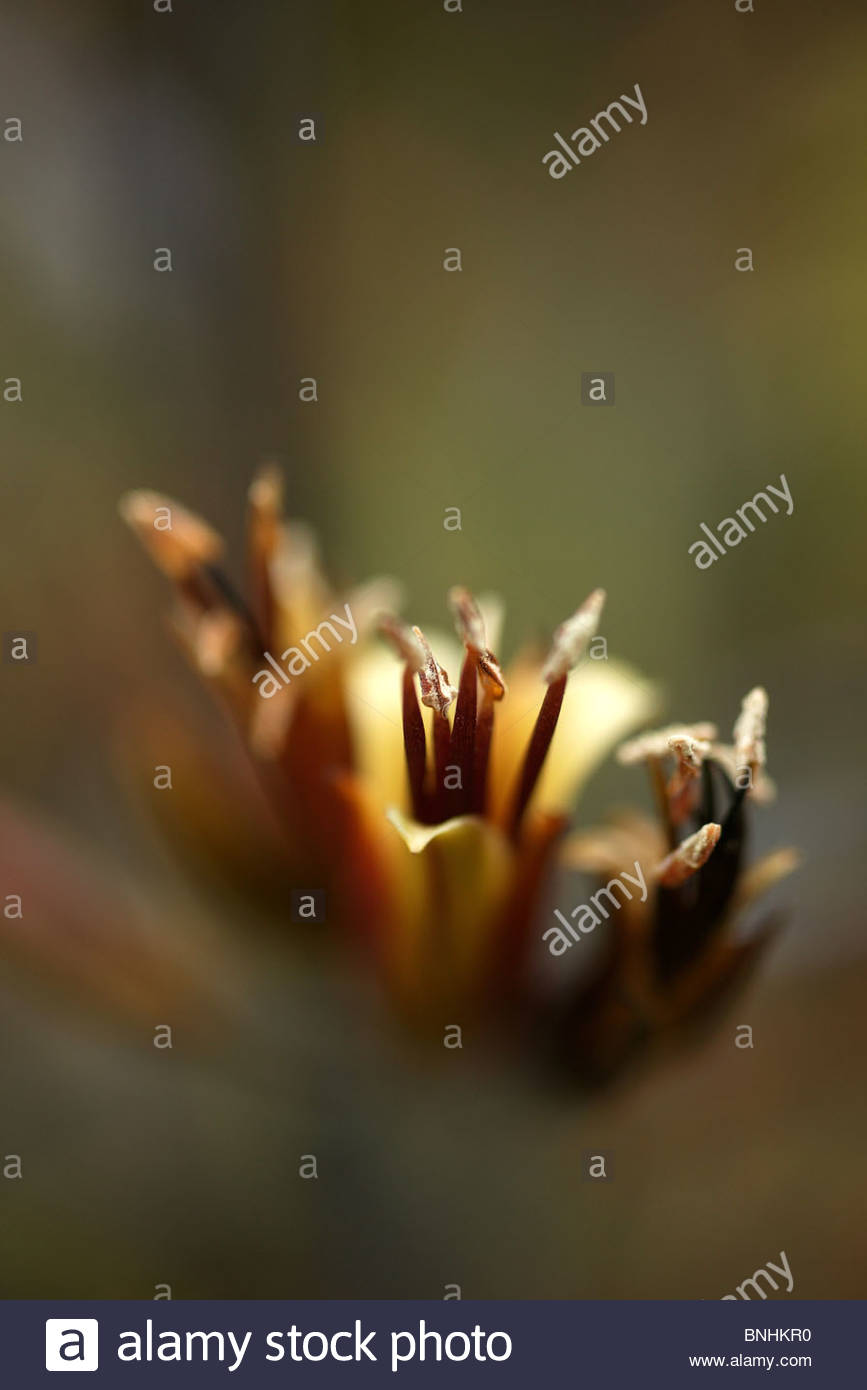 Phygelius Stock Photos & Phygelius Stock Images - Alamy