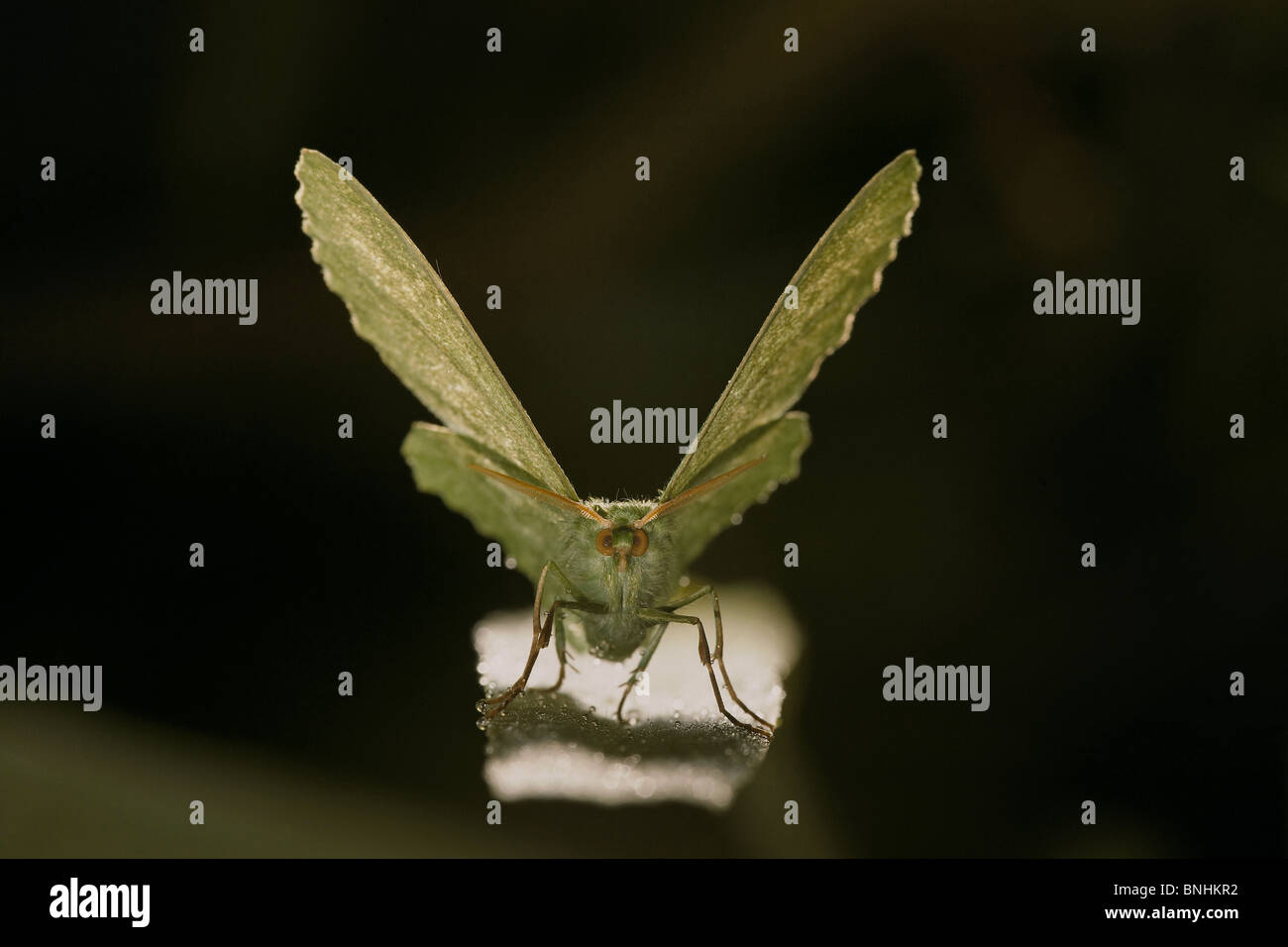 Large Emerald, Geometra papilionaria, moth on Crowle Moor nature ...